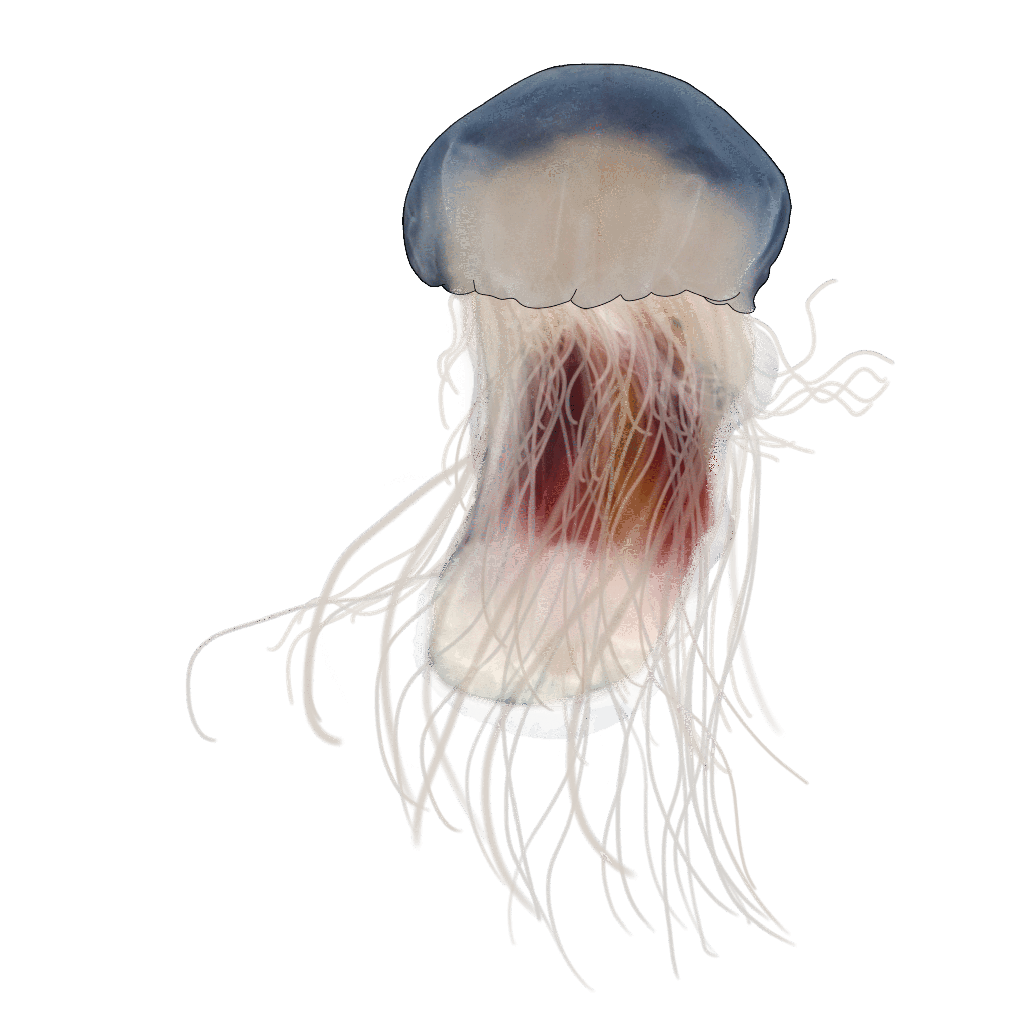 Cyanea versicolor – Oui Ocean